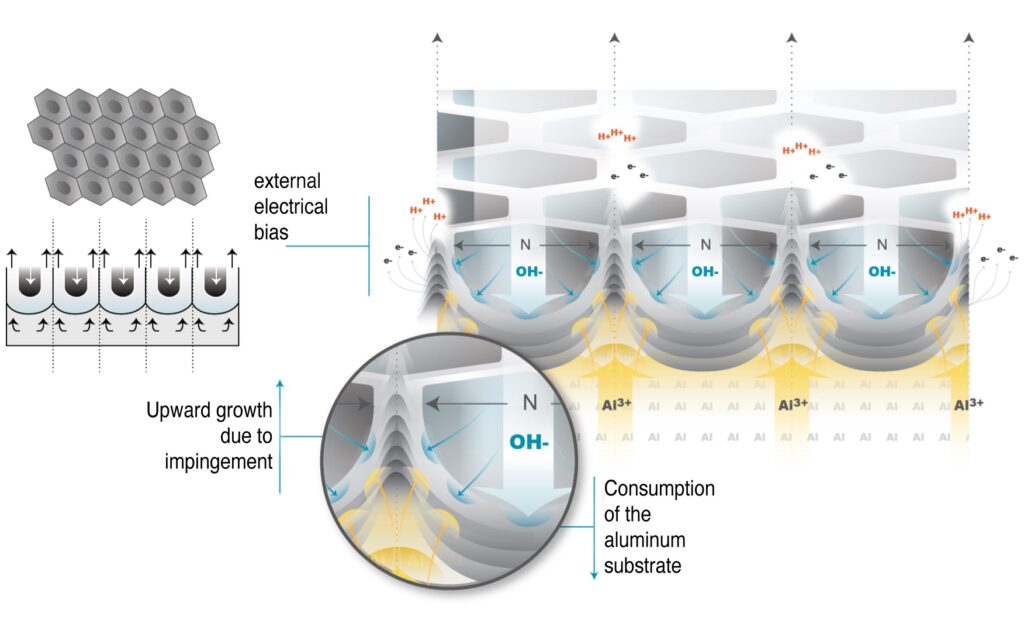 Polarization: Key to Network Order in Anodizing and Nature - Light ...